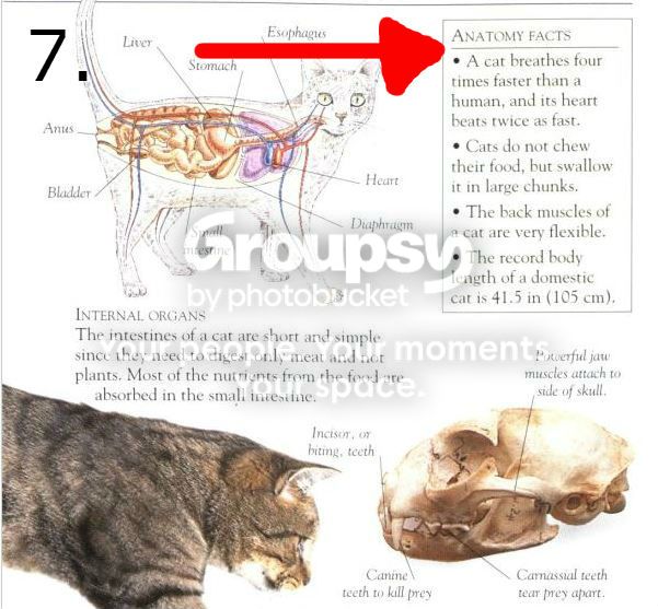 Informational Text Features Quiz - By MrsNThomson